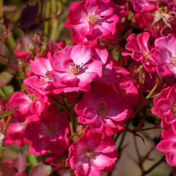 Rugosa Rose Red Bushes | Greenwood Nursery